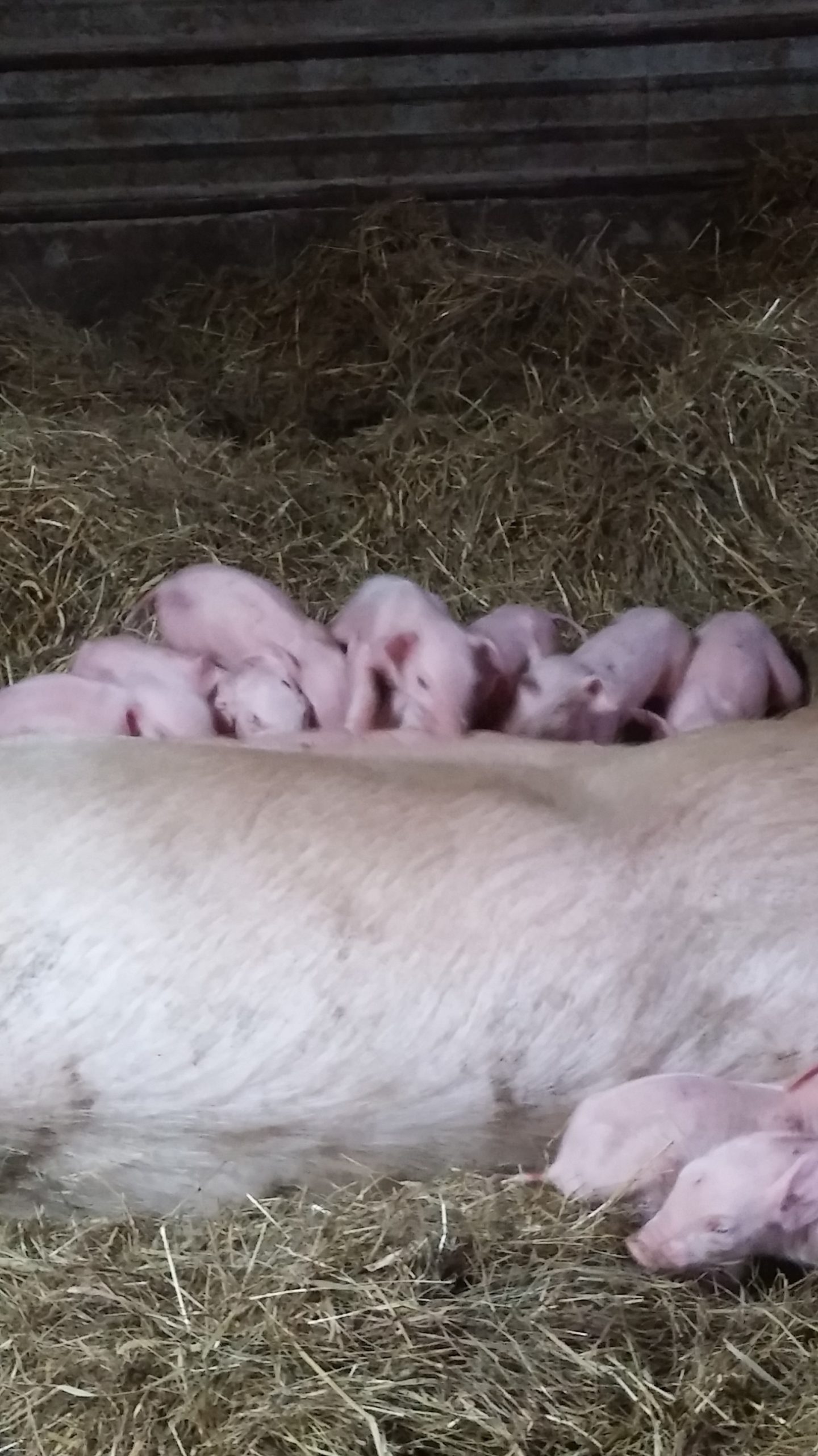 About | Spring Brook Farms