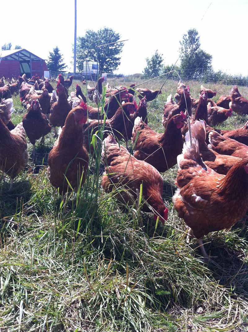 About | Spring Brook Farms